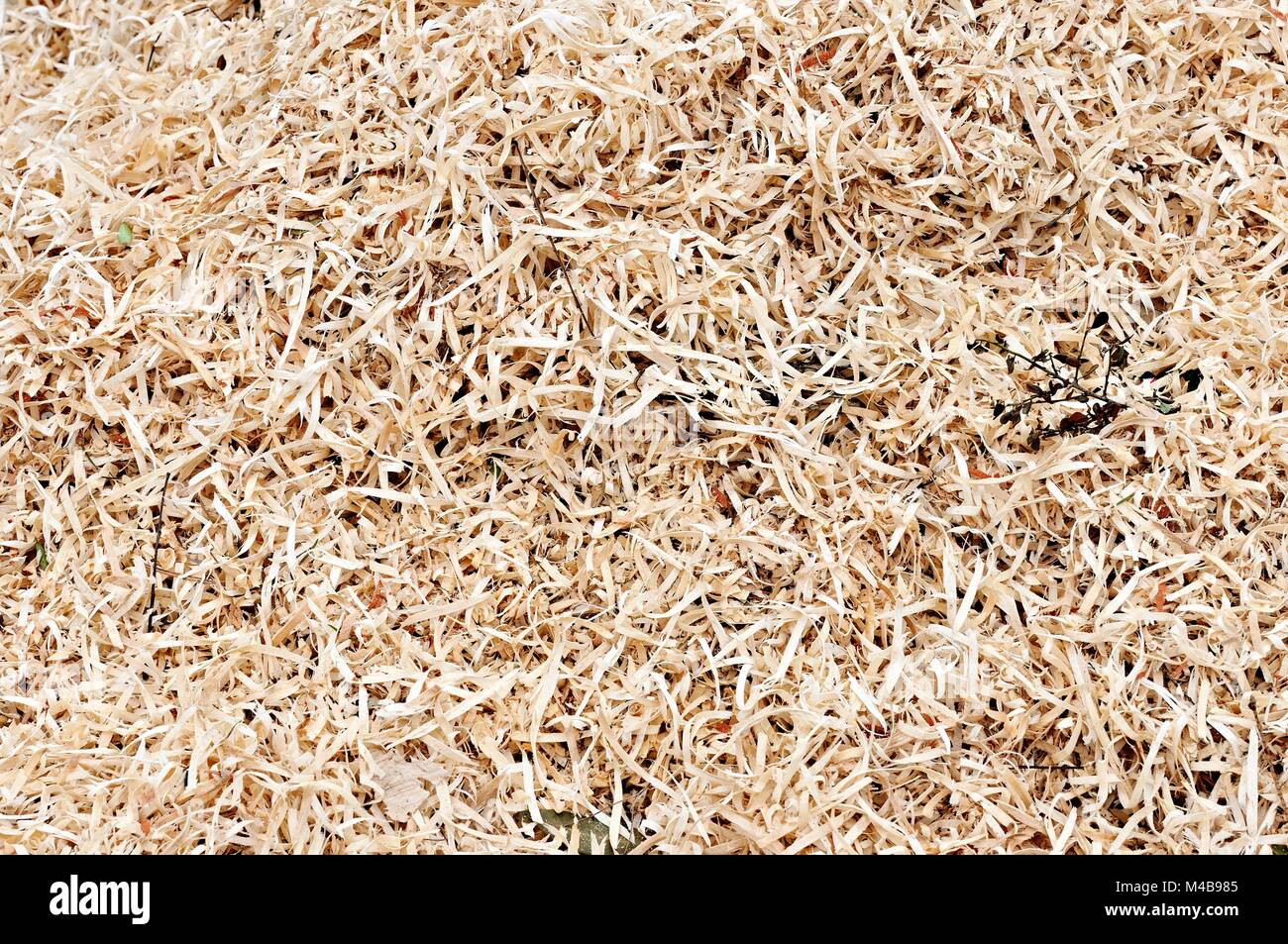 Waste product Sawdust Wood shavings of chainsaw Stock Photo - Alamy