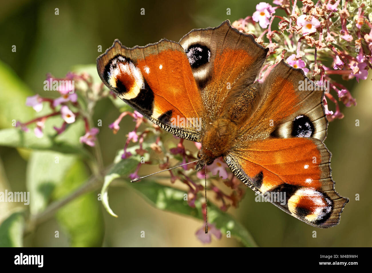 Little peacock hi-res stock photography and images - Alamy