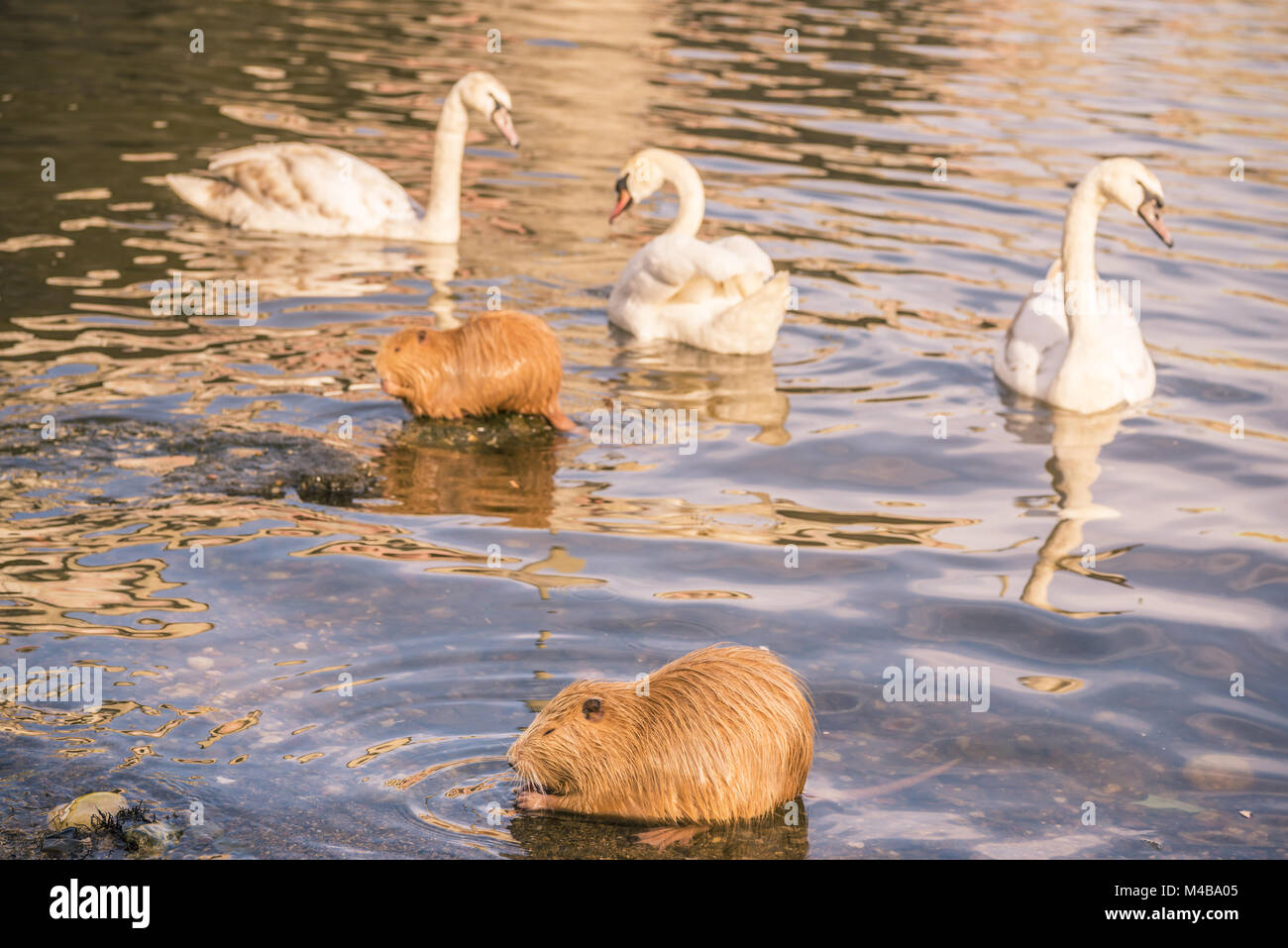 Birds and animals on Vltava river in Prague Stock Photo - Alamy