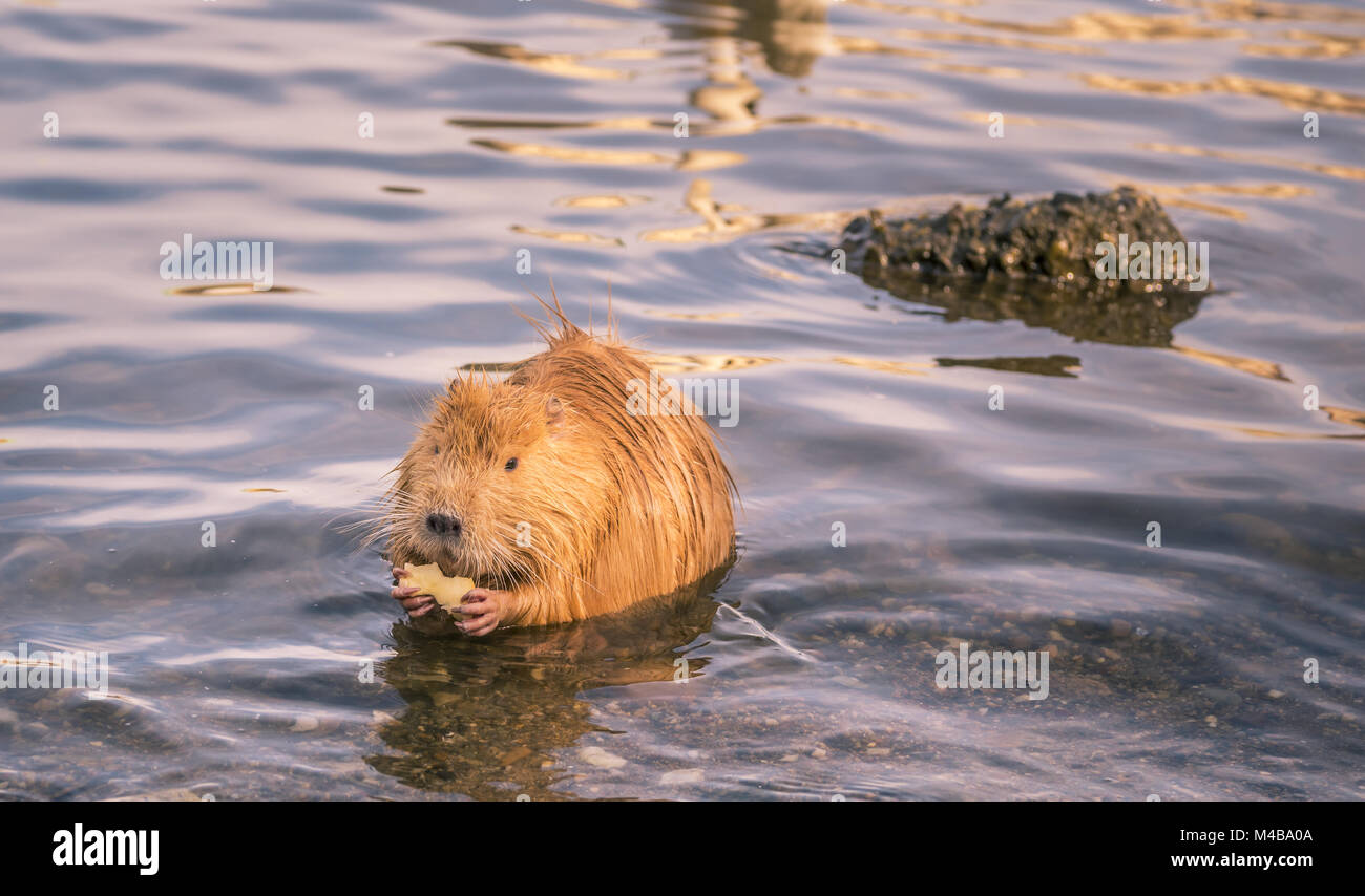 Animal at river hi-res stock photography and images - Alamy