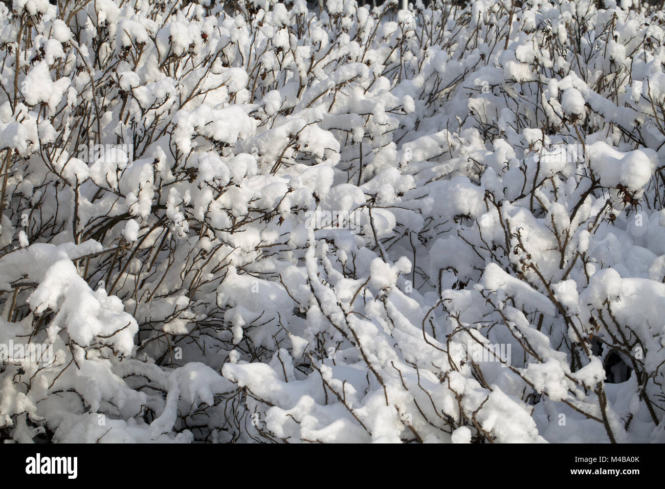 Bush covered with snow Stock Photo - Alamy