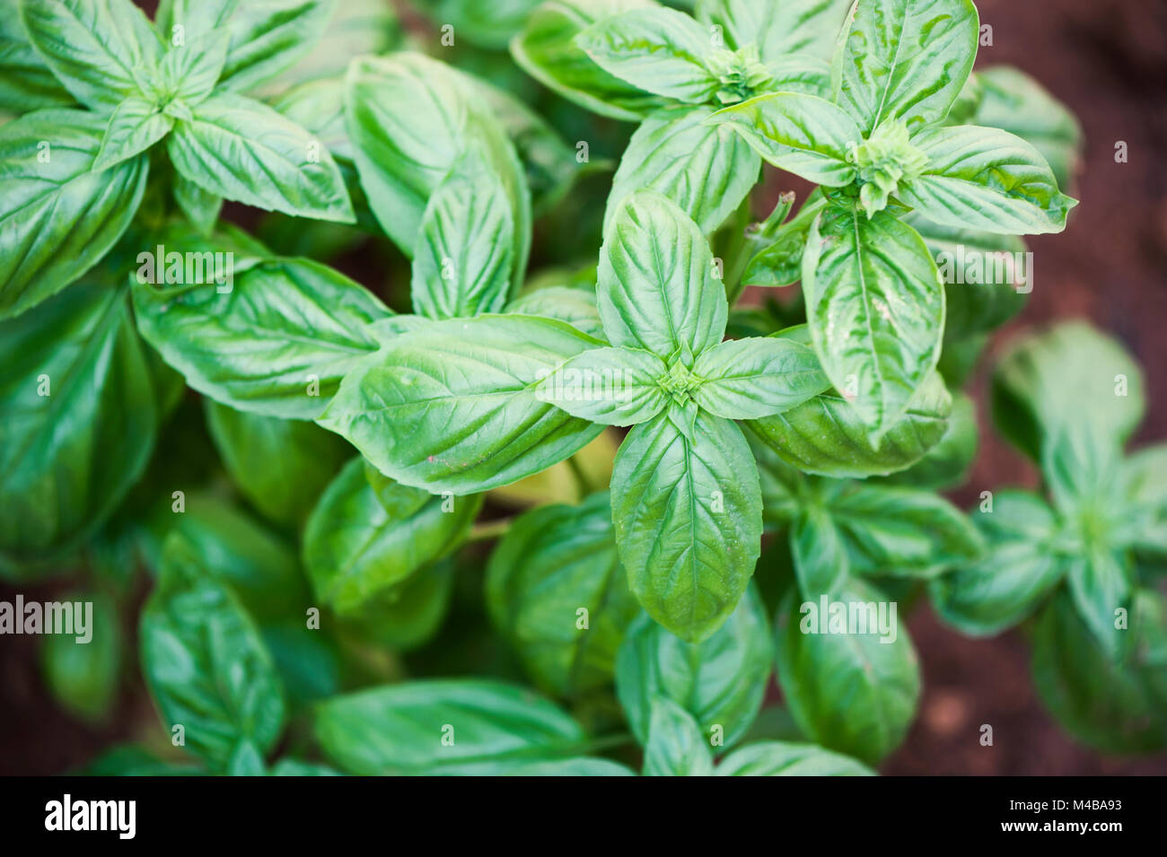 fresh basil leaves. Basil plant with green leaves Stock Photo - Alamy