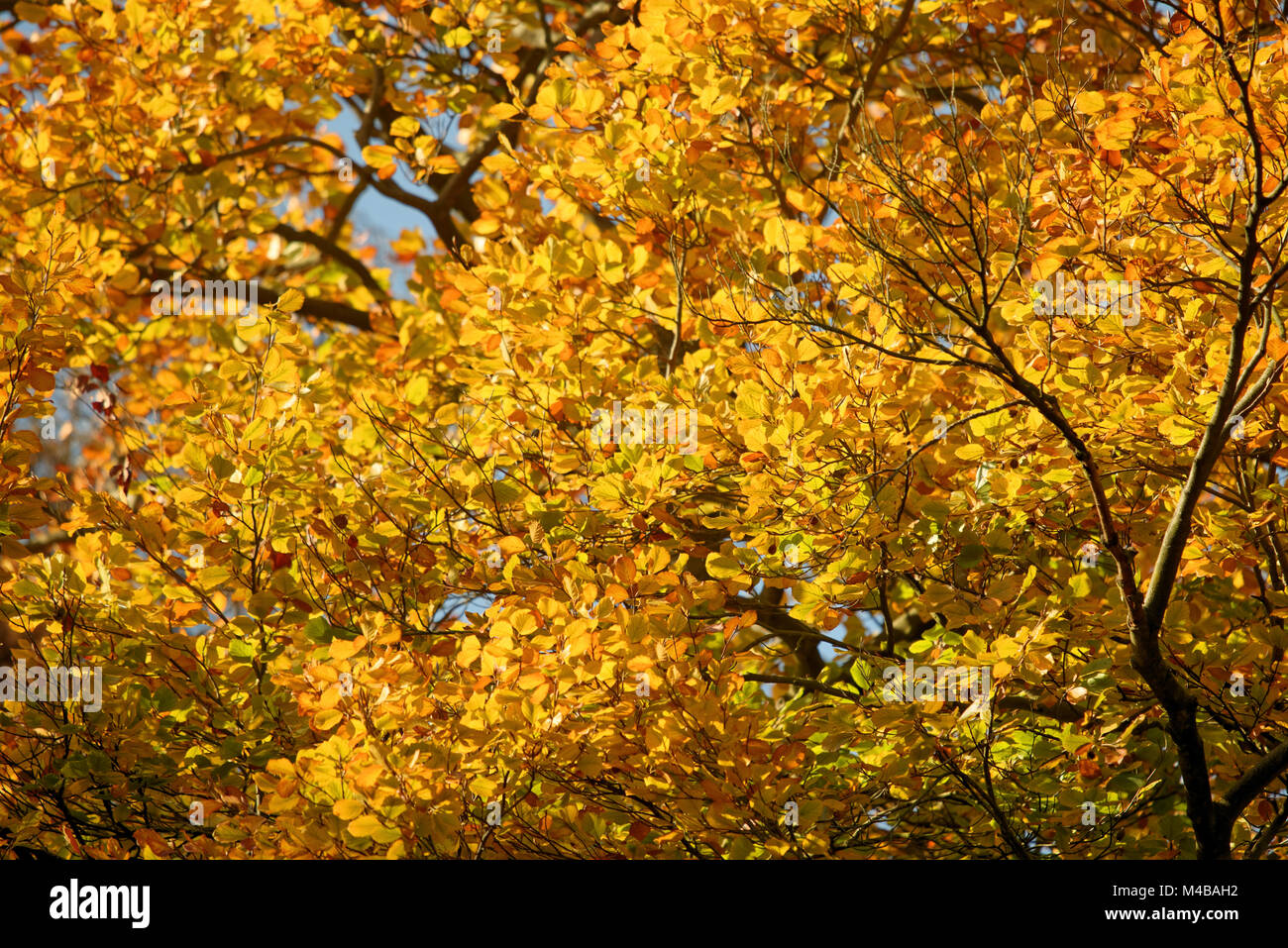 Beeches foliage hi-res stock photography and images - Alamy