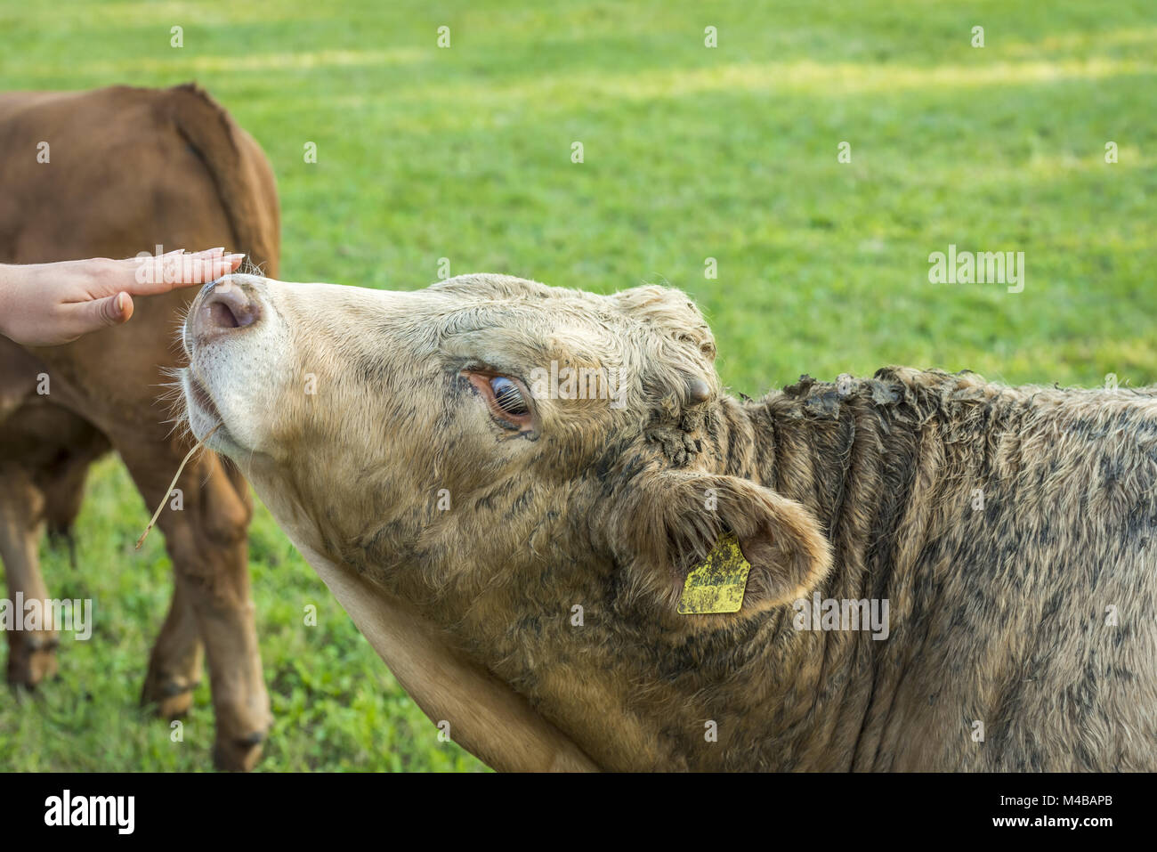 Woman touching cow hi-res stock photography and images - Alamy