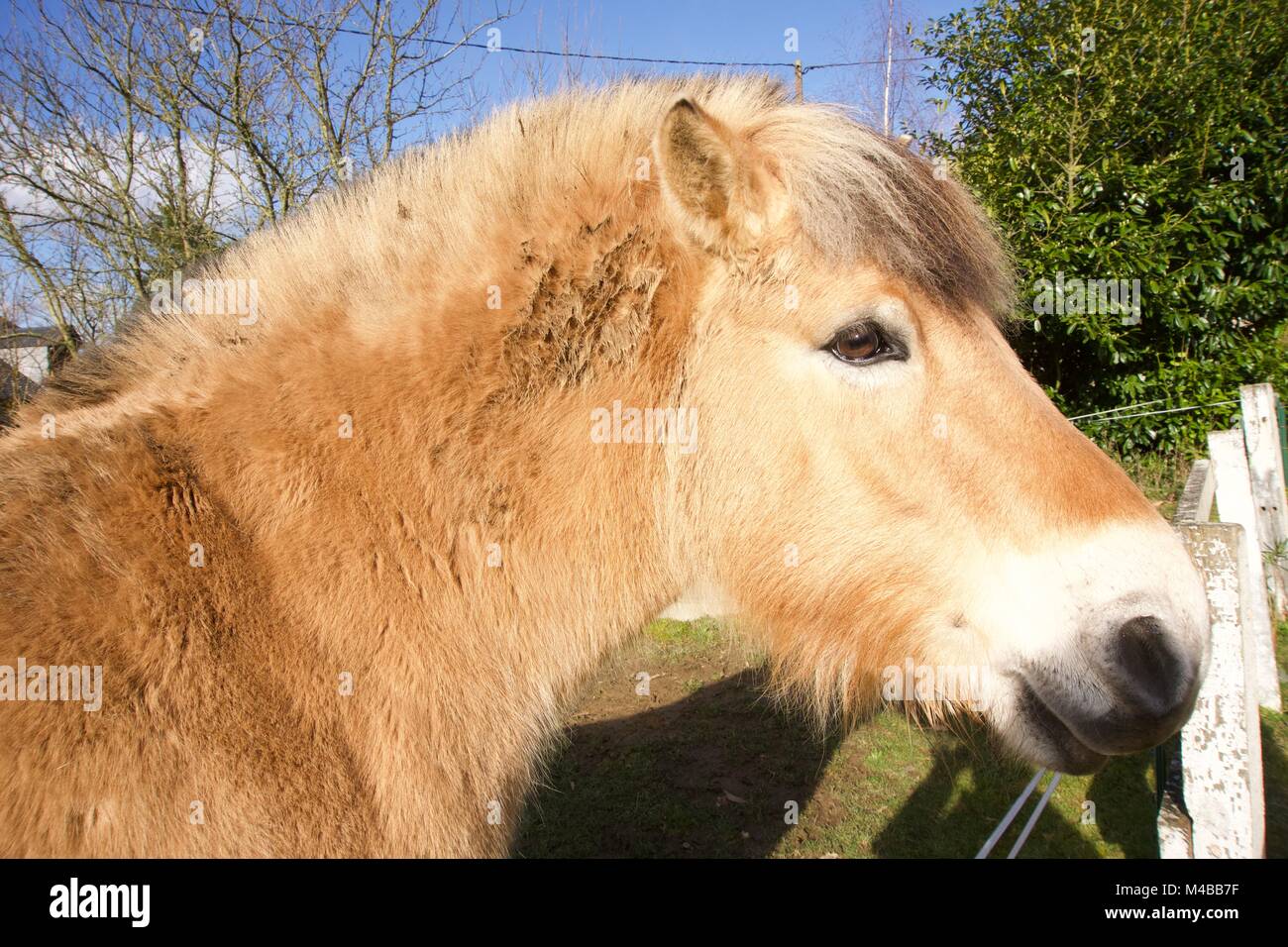 French donkey hi-res stock photography and images - Alamy