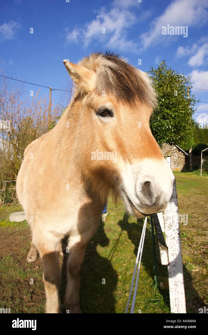 French donkey and pony inside a french normand farm Stock Photo - Alamy