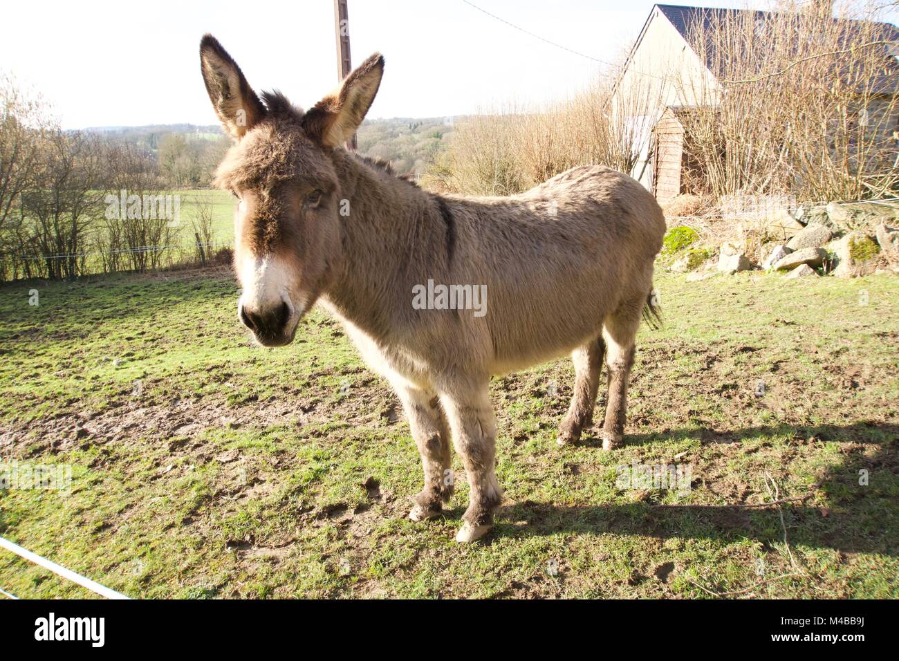 French donkey and pony inside a french normand farm Stock Photo - Alamy