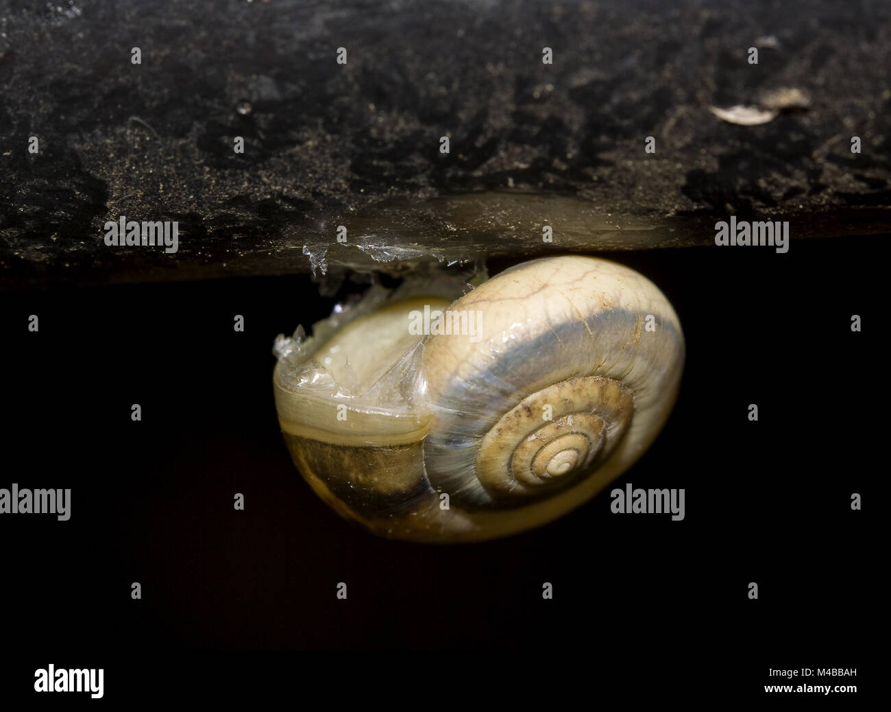 Helicella hi-res stock photography and images - Alamy