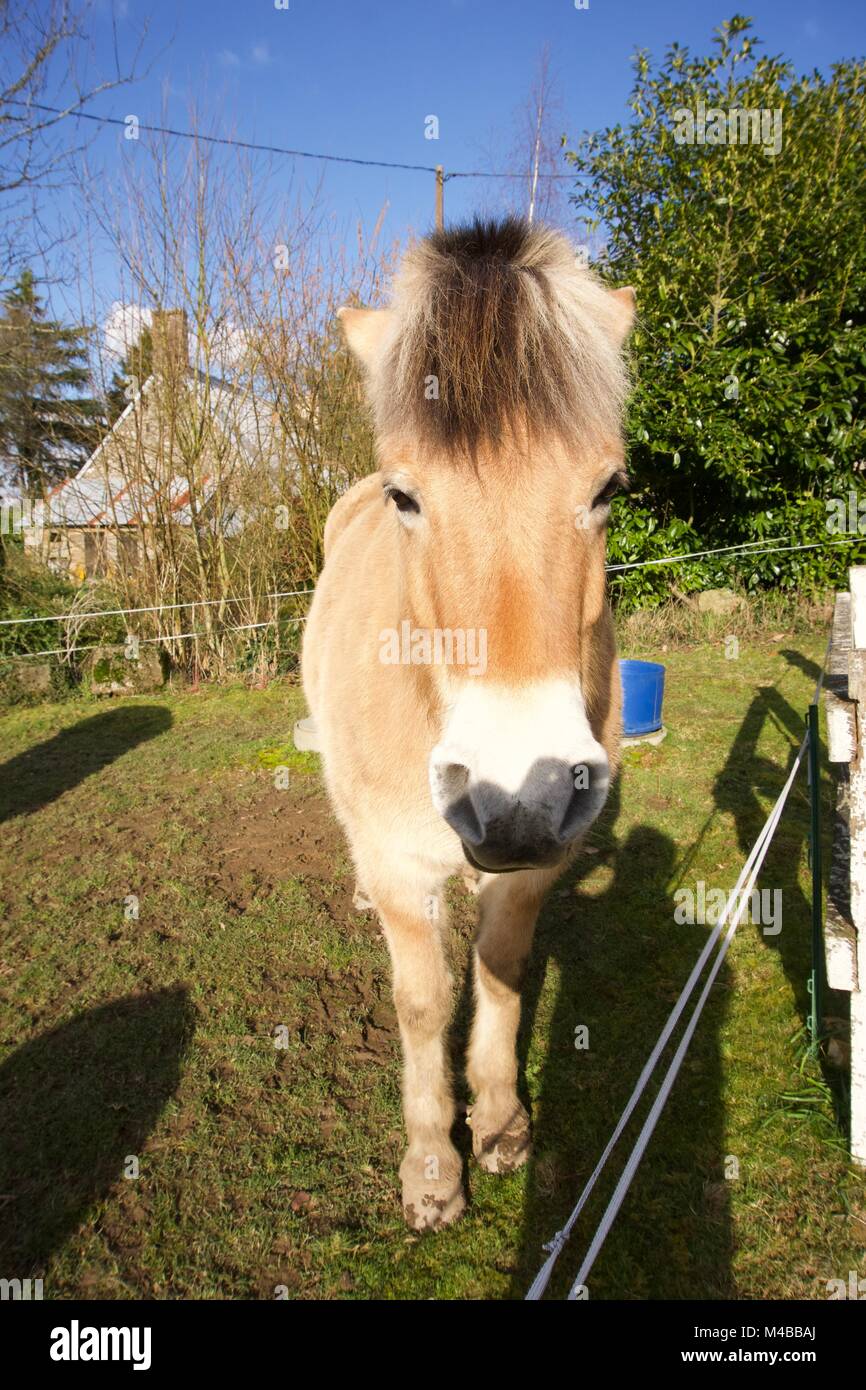 French donkey hi-res stock photography and images - Alamy