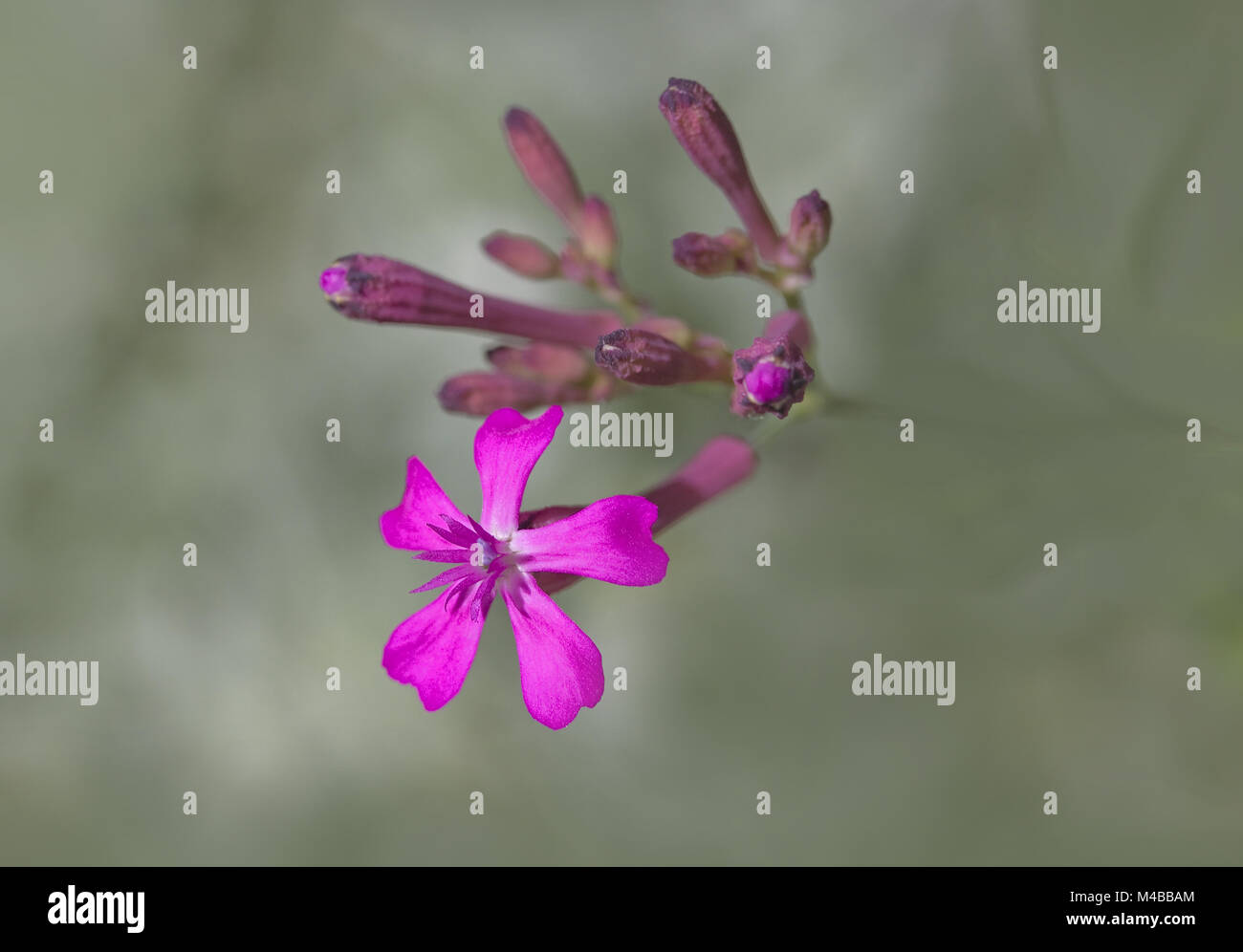 Sweet William catchfly Silene armeria Stock Photo - Alamy