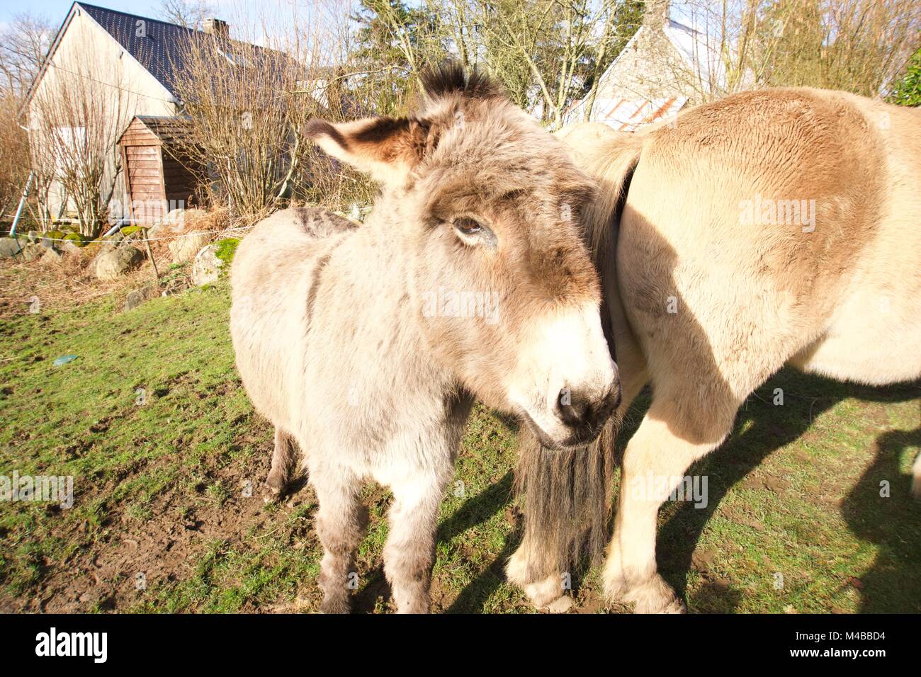 French donkey and pony inside a french normand farm Stock Photo - Alamy