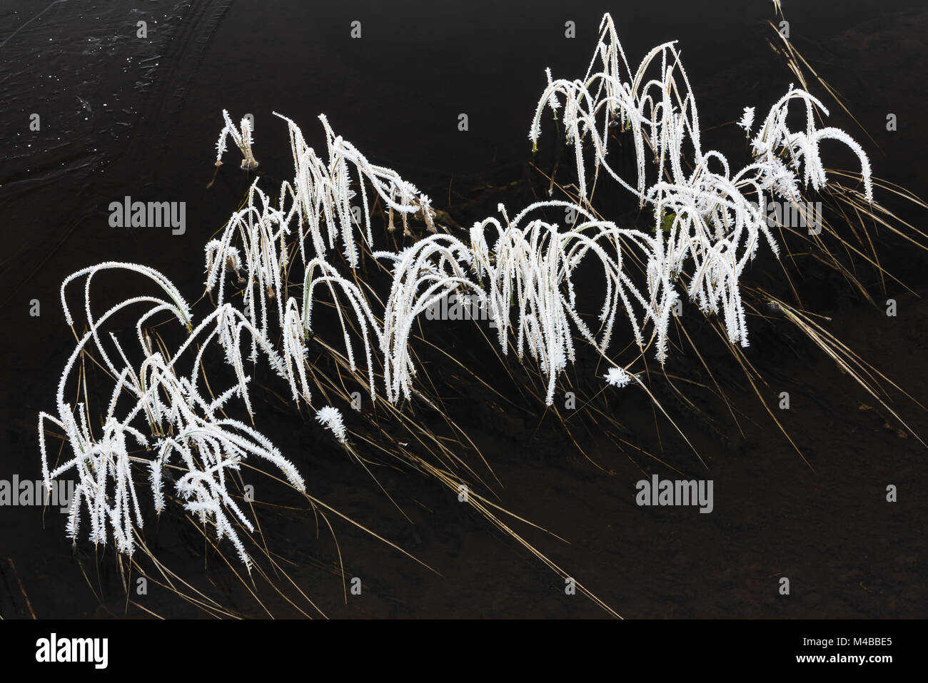 Reed structures hi-res stock photography and images - Alamy