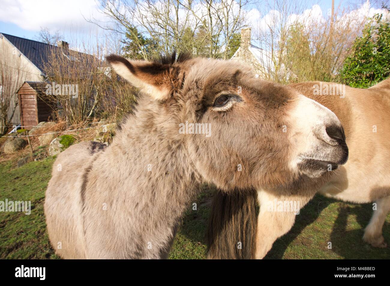 French donkey and pony inside a french normand farm Stock Photo - Alamy