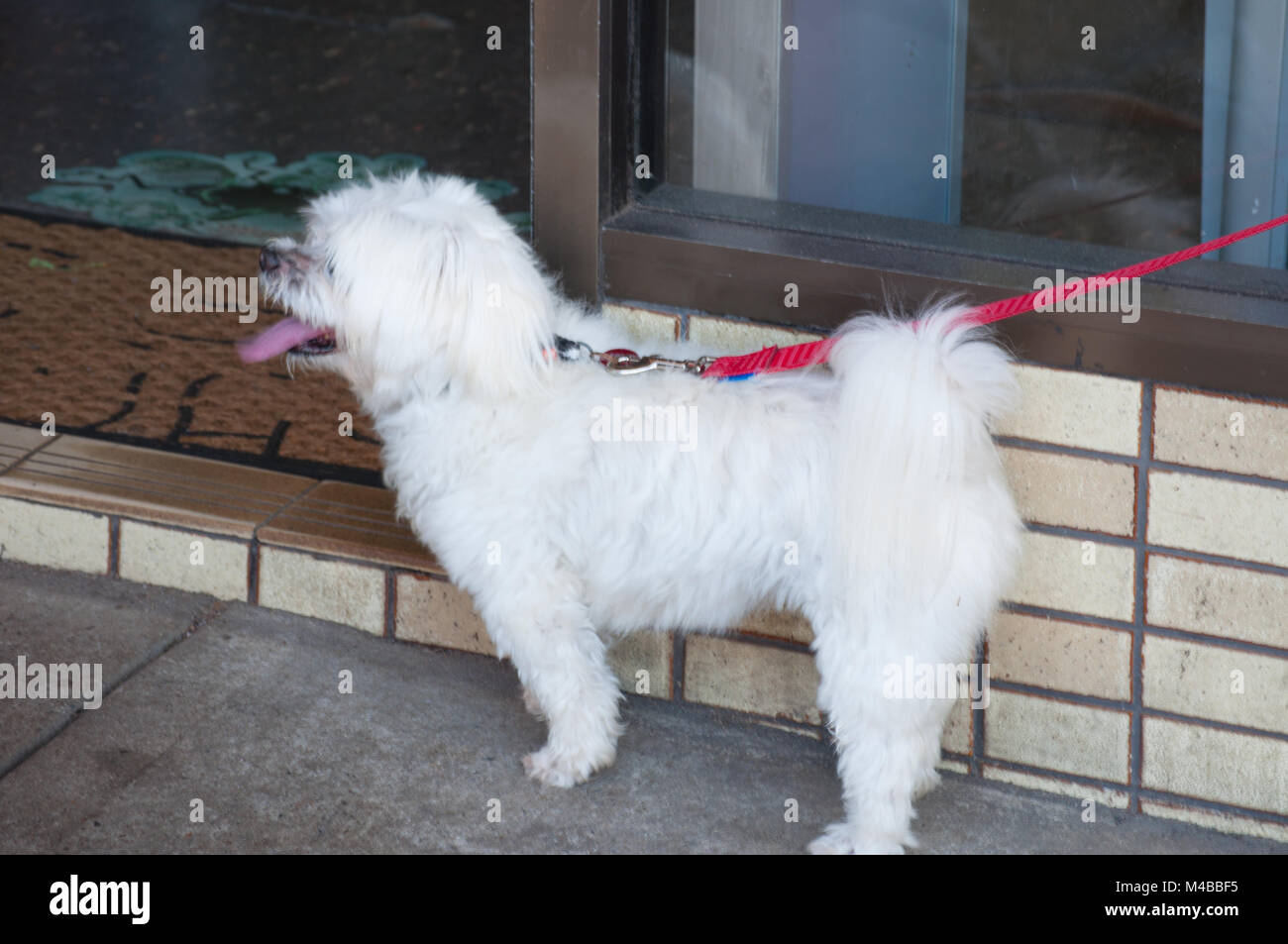 Lead white hi-res stock photography and images - Alamy