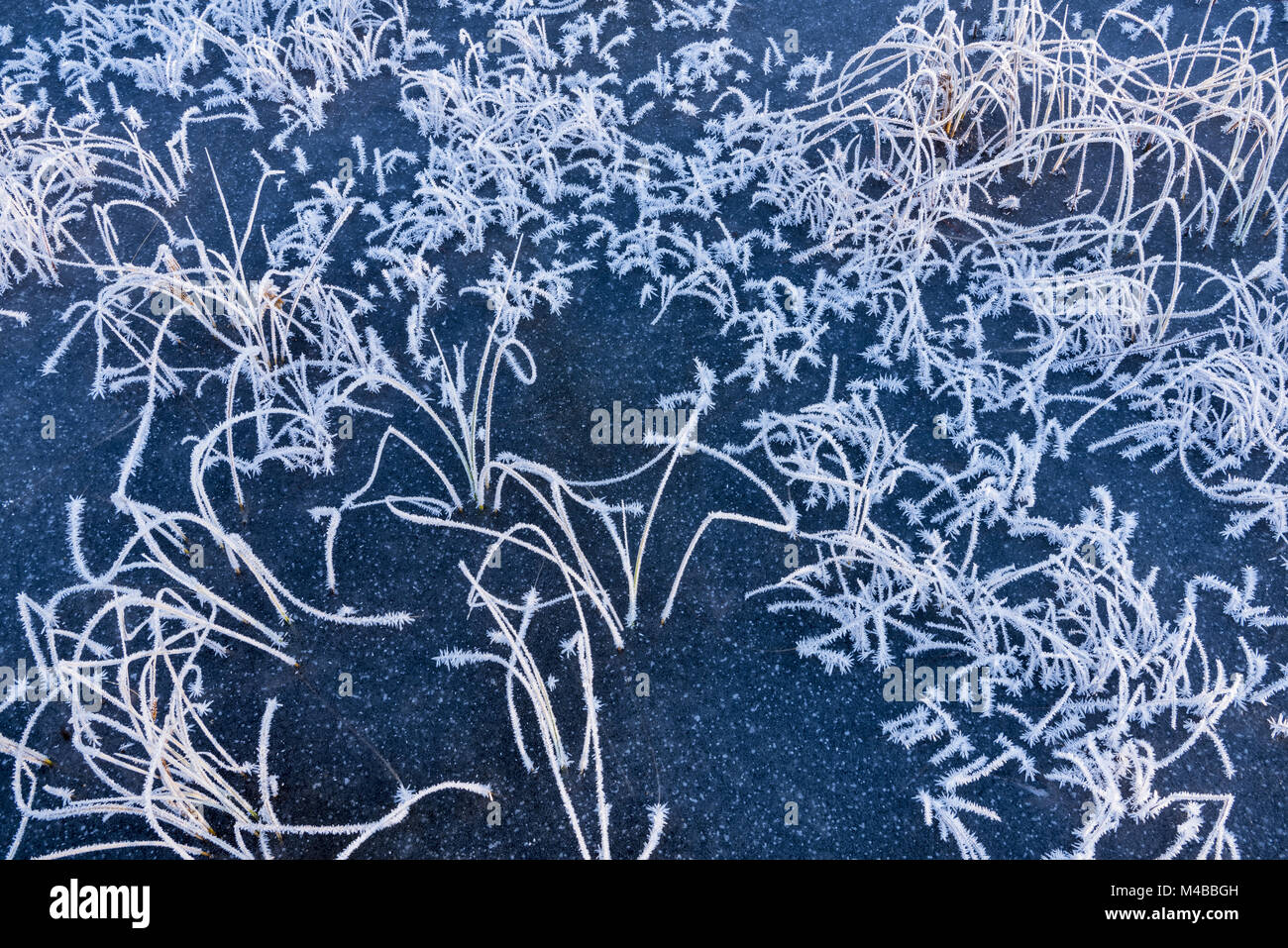 Hoar frost covered reed hi-res stock photography and images - Alamy