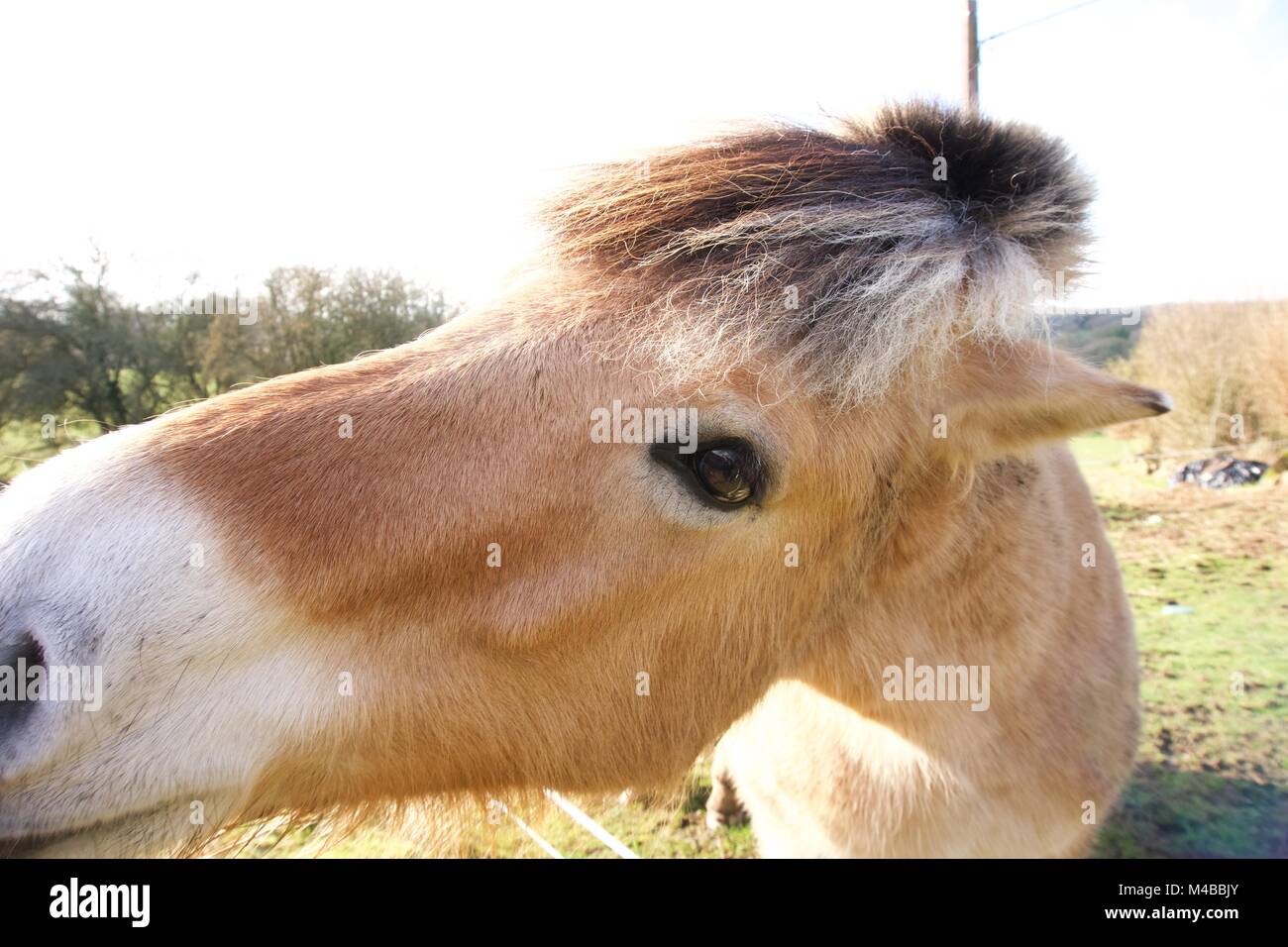 French donkey and pony inside a french normand farm Stock Photo - Alamy
