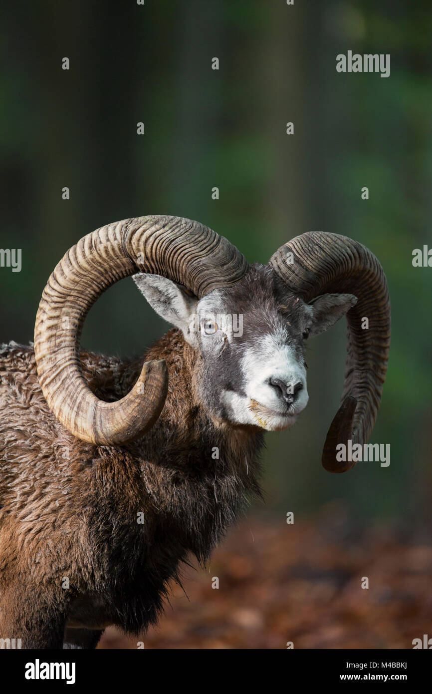 European mouflon (Ovis gmelini musimon / Ovis ammon / Ovis orientalis ...