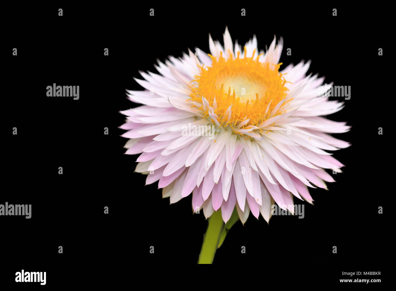 Pink strawflower hi-res stock photography and images - Alamy