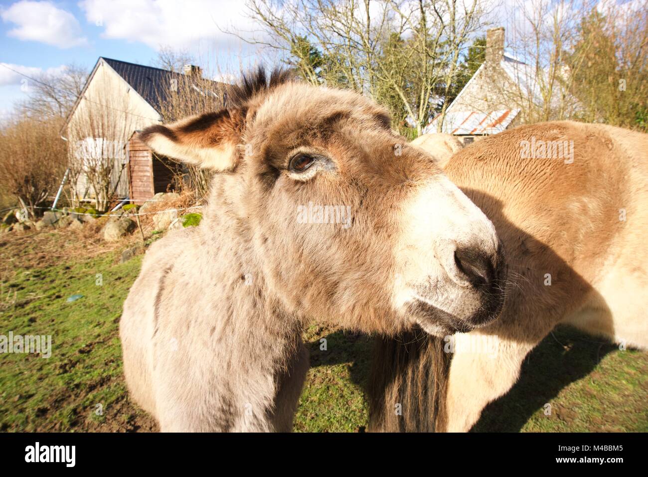 French donkey and pony inside a french normand farm Stock Photo - Alamy