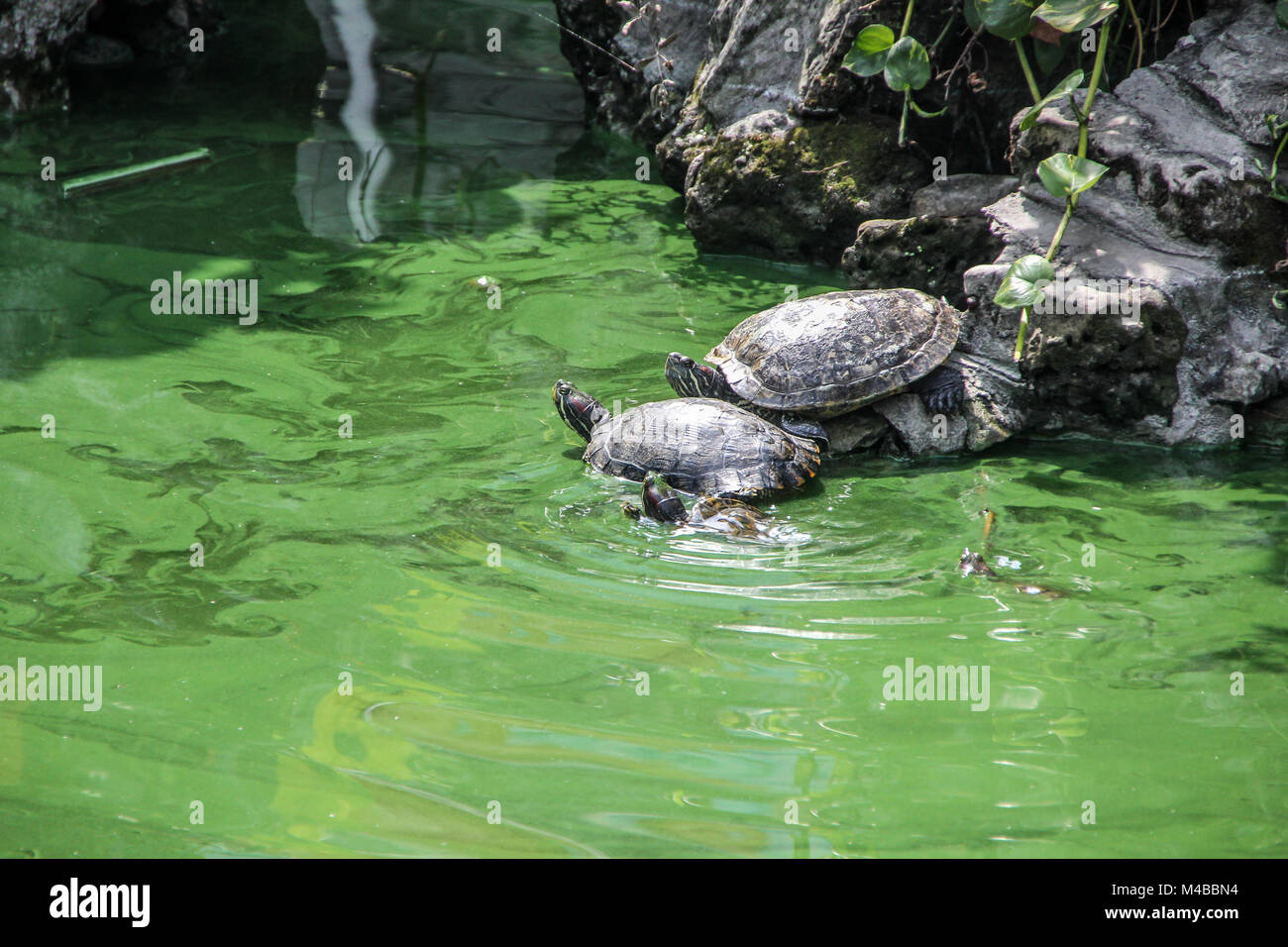 Three turtles in the green water in a small pond Stock Photo - Alamy