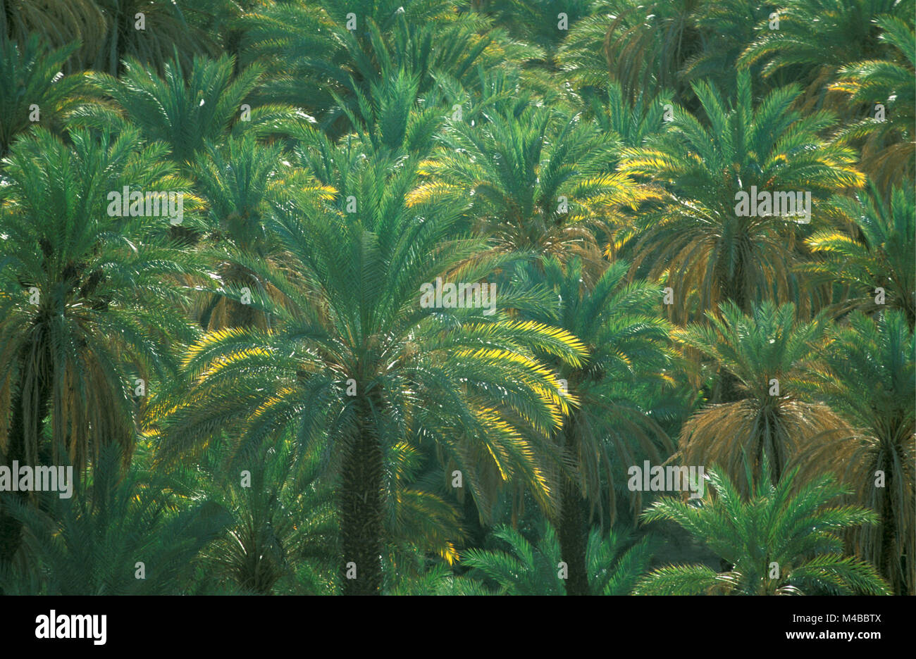 Algeria. Djanet. Sahara desert. Date palm trees. Oasis Stock Photo - Alamy