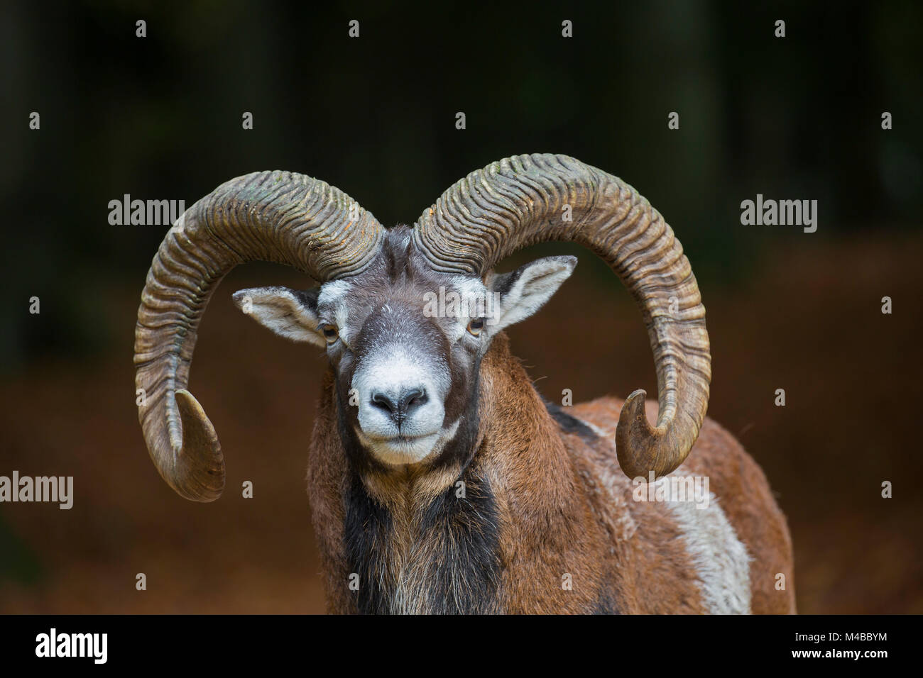 European mouflon (Ovis gmelini musimon / Ovis ammon / Ovis orientalis ...