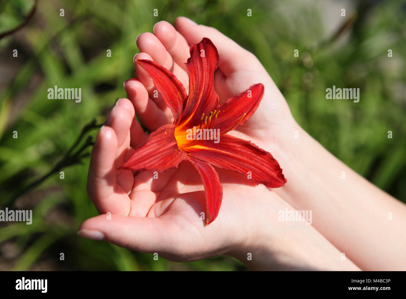 flowers in Hands Stock Photo - Alamy