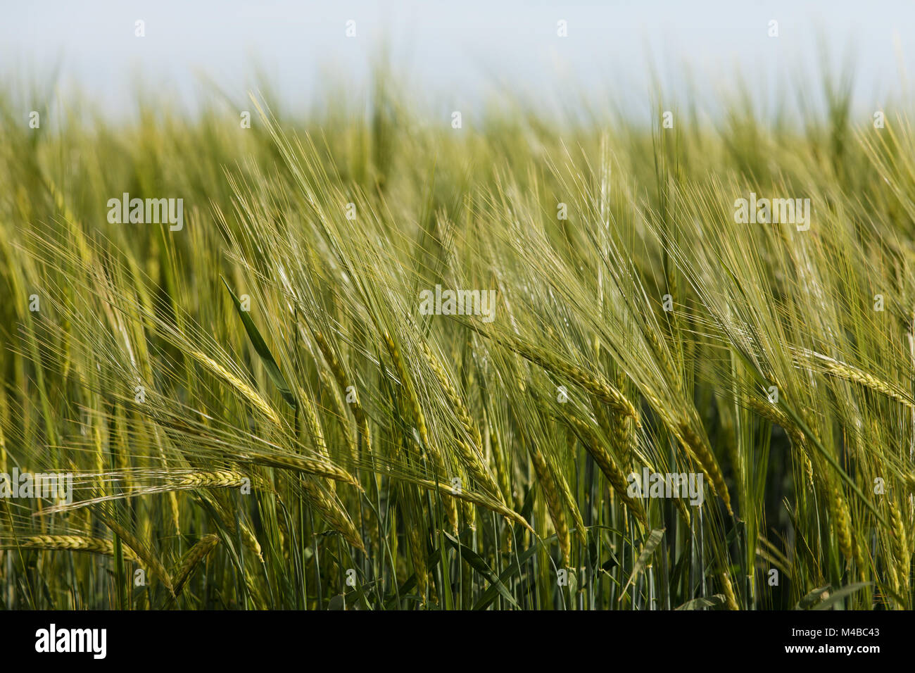 not yet ripe Stock Photo - Alamy
