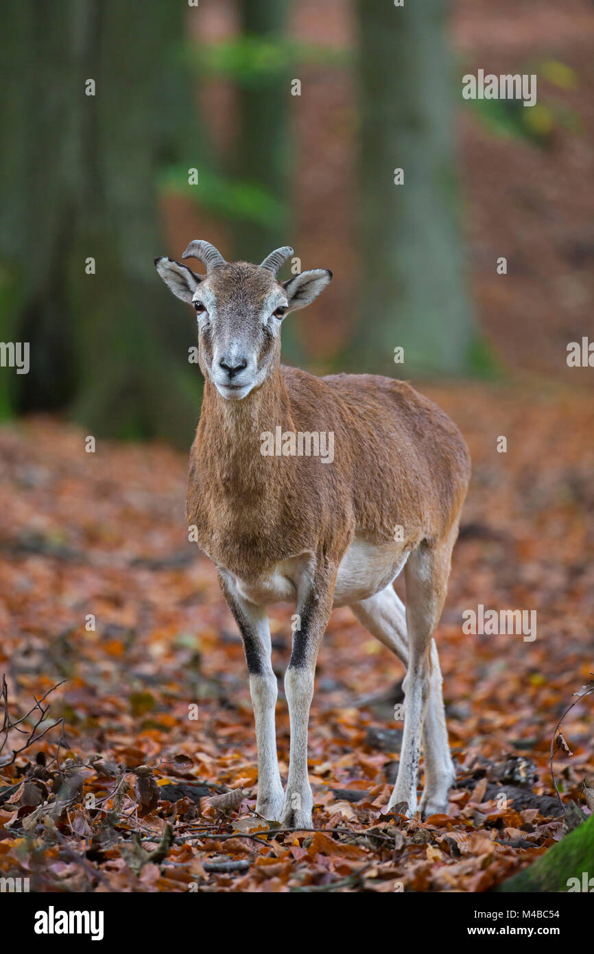 European mouflon (Ovis gmelini musimon / Ovis ammon / Ovis orientalis ...
