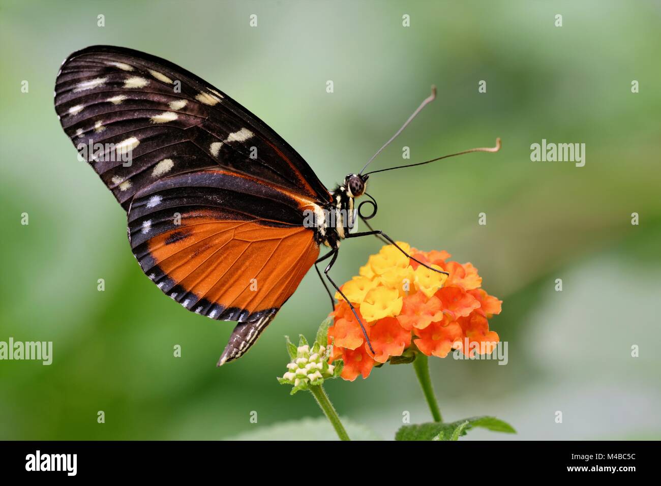 Leopard longwing hi-res stock photography and images - Alamy