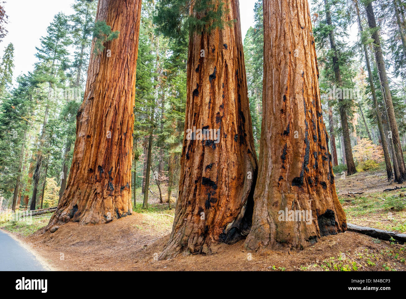 Sequoia National Park at autumn Stock Photo - Alamy