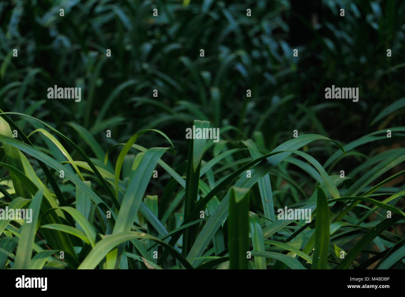 Natural Long Grass Background in shades of deep dark lush green leaves ...