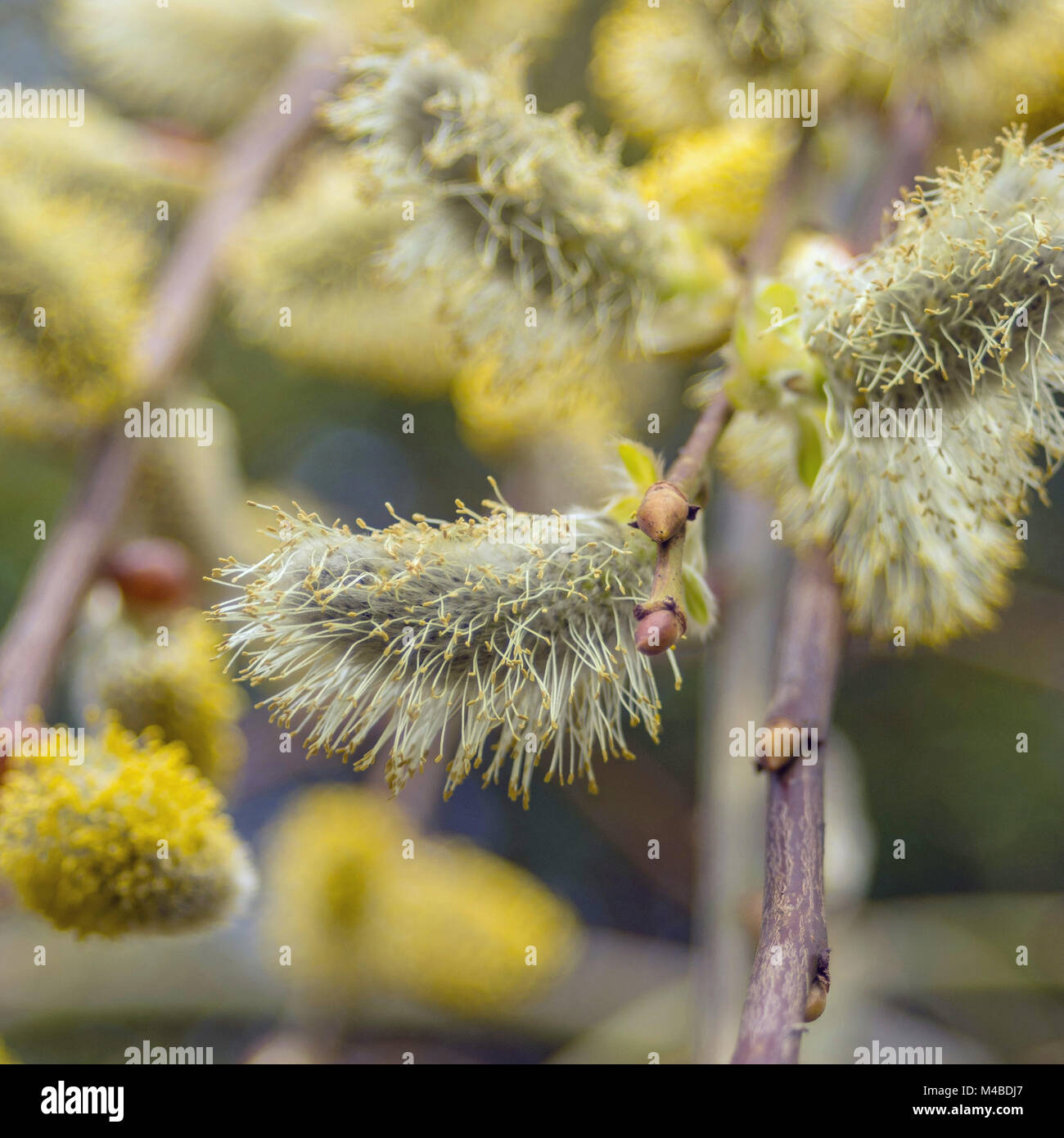 This year springtime hi-res stock photography and images - Alamy