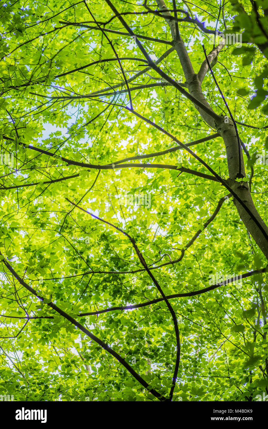 Forrest forrest forrest forrest forrest hi-res stock photography and ...