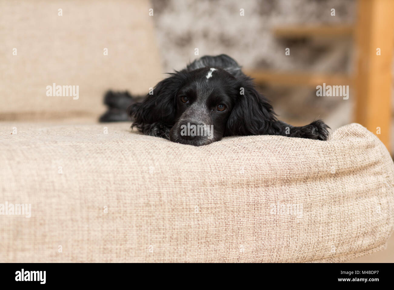 Dog of the Spaniel breed of black is lying sad on the couch Stock Photo ...