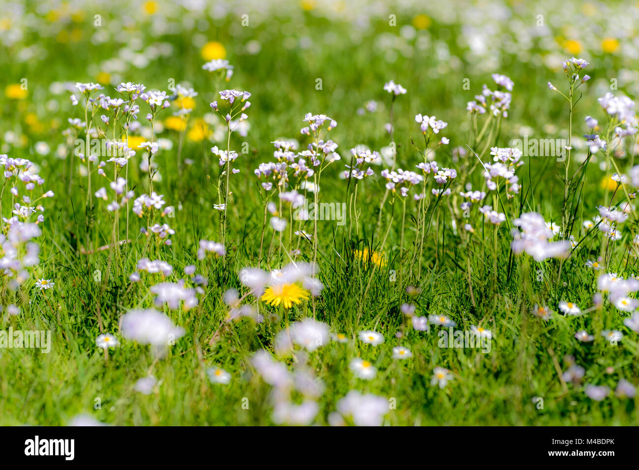 Spring meadow hi-res stock photography and images - Alamy