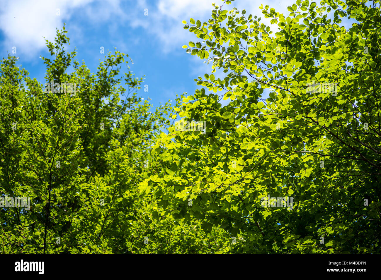 Into the forrest hi-res stock photography and images - Alamy