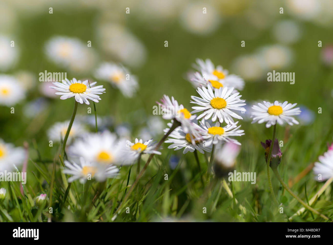 Springgarden hi-res stock photography and images - Alamy
