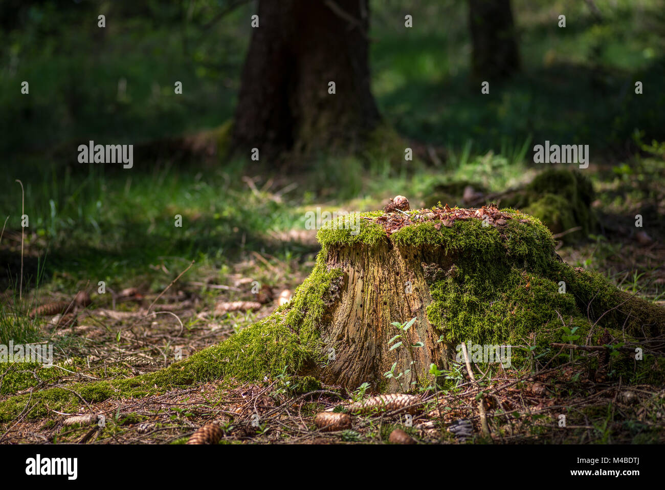 Forrest forrest forrest forrest forrest hi-res stock photography and ...