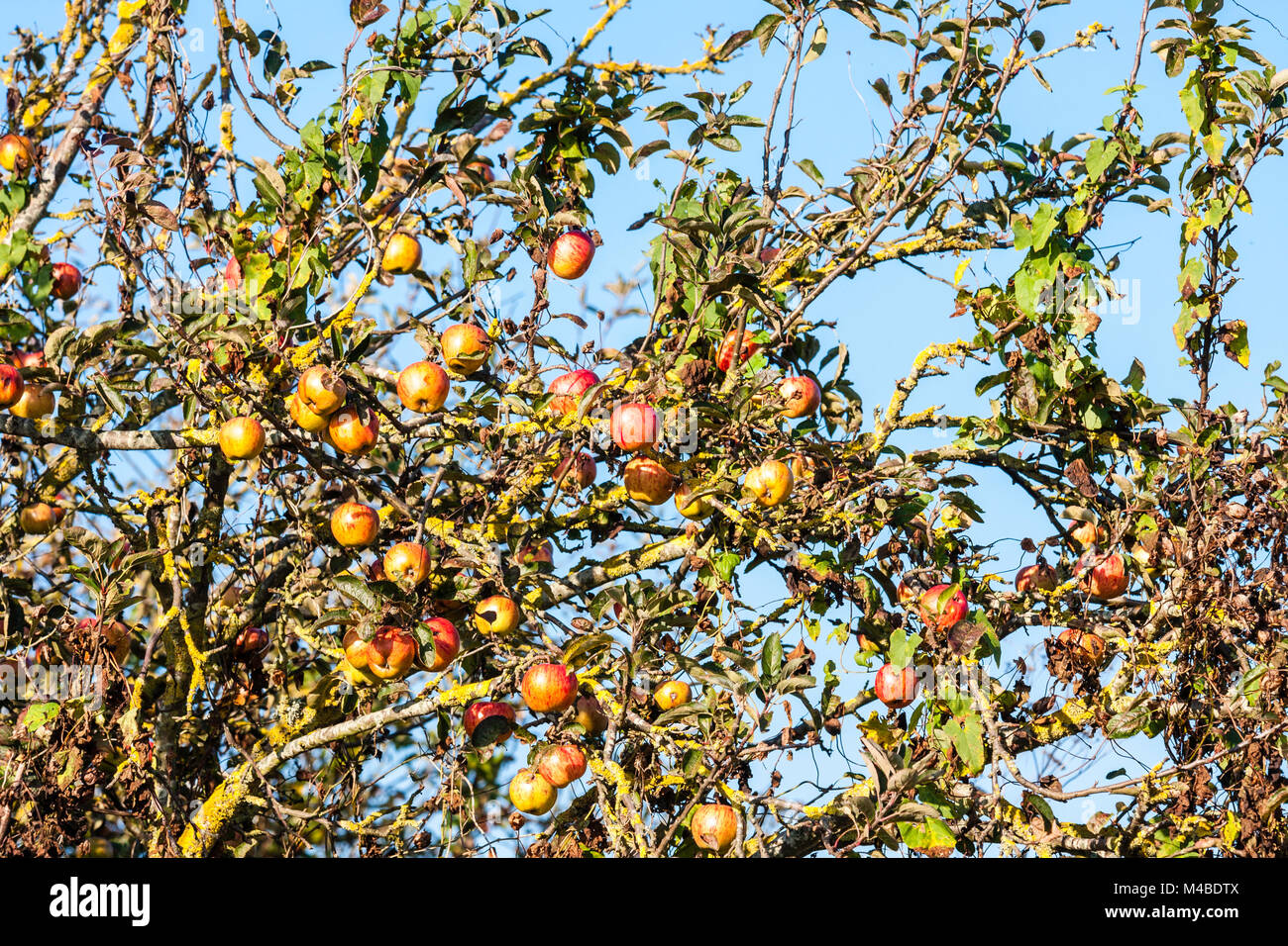 England. Wild apples growing on tree. Close up of branches and fruit ...