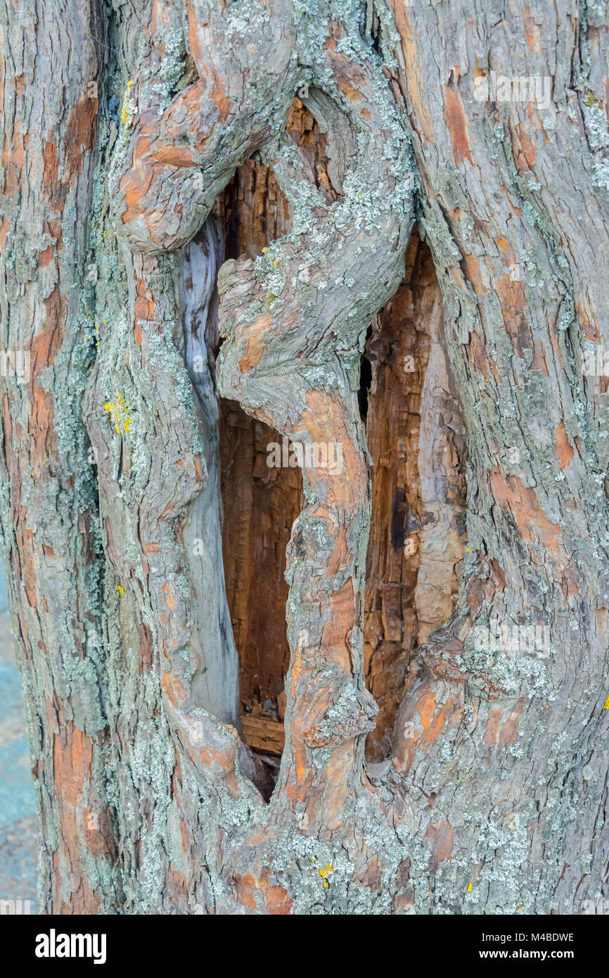 Tree sample hi-res stock photography and images - Alamy