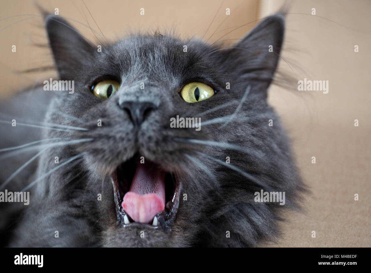 Yawning black long-haired Maine Coon cat with yellow eyes lies in a ...