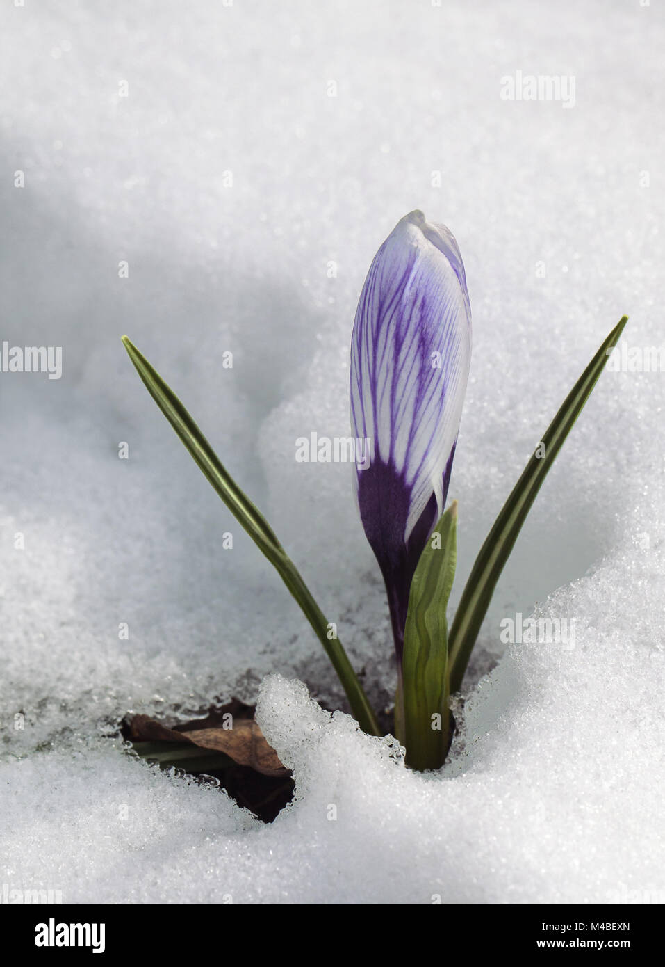 Crocus flower in the snow Stock Photo - Alamy