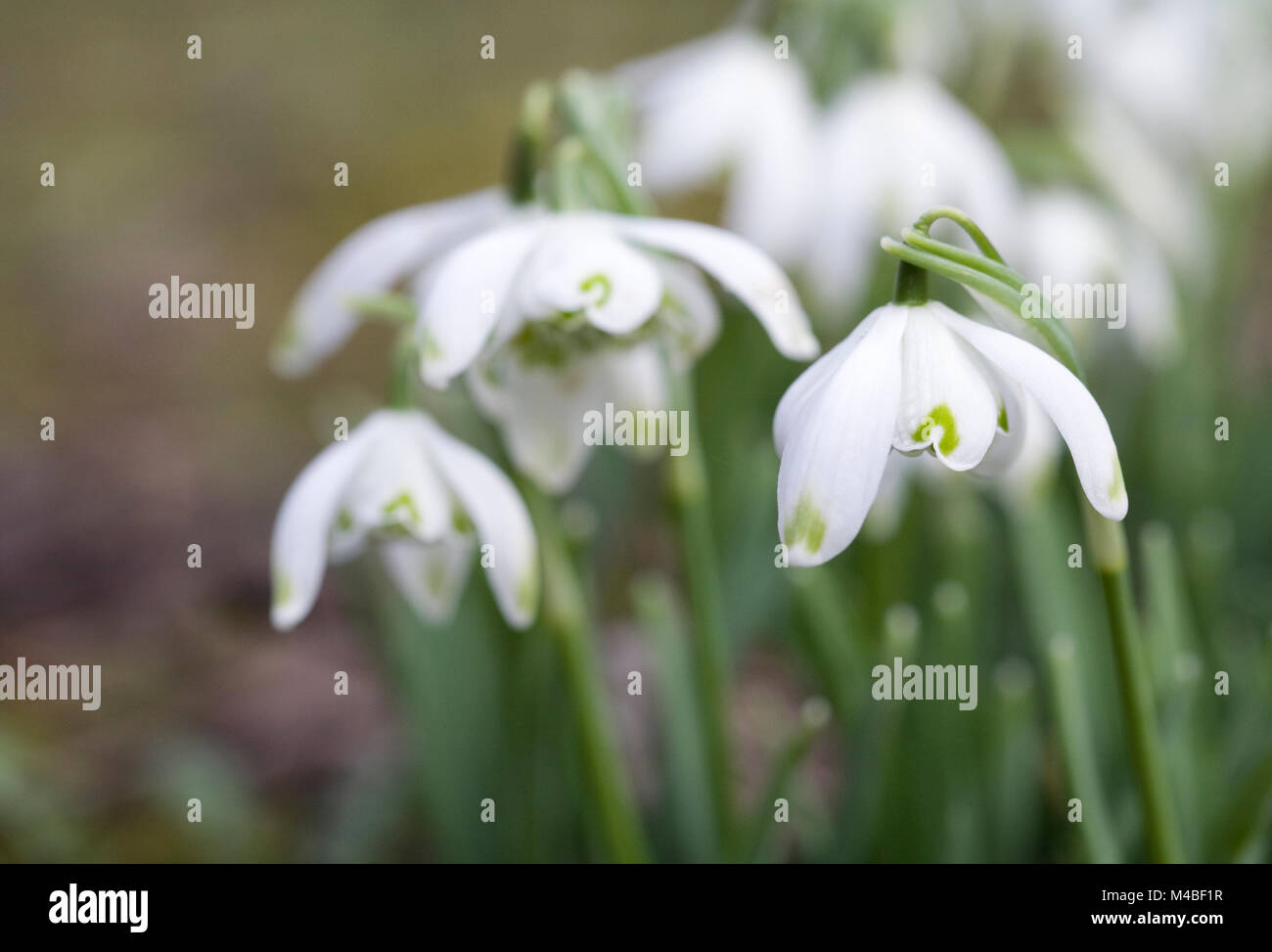 Pusey hi-res stock photography and images - Alamy