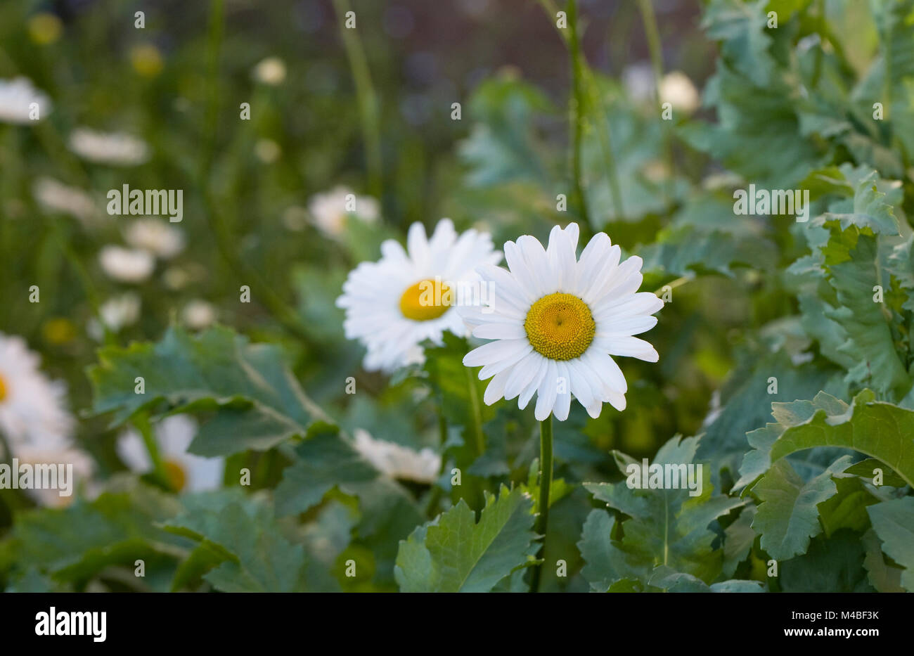 Leucanthemum vulgare hi-res stock photography and images - Alamy