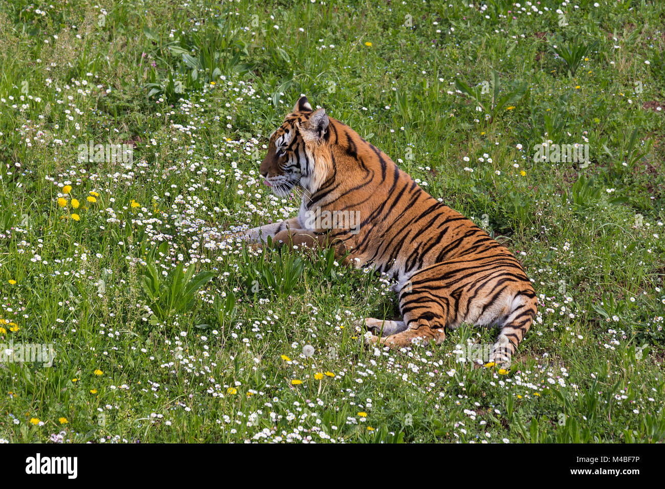 Tiger Reclining High Resolution Stock Photography and Images - Alamy