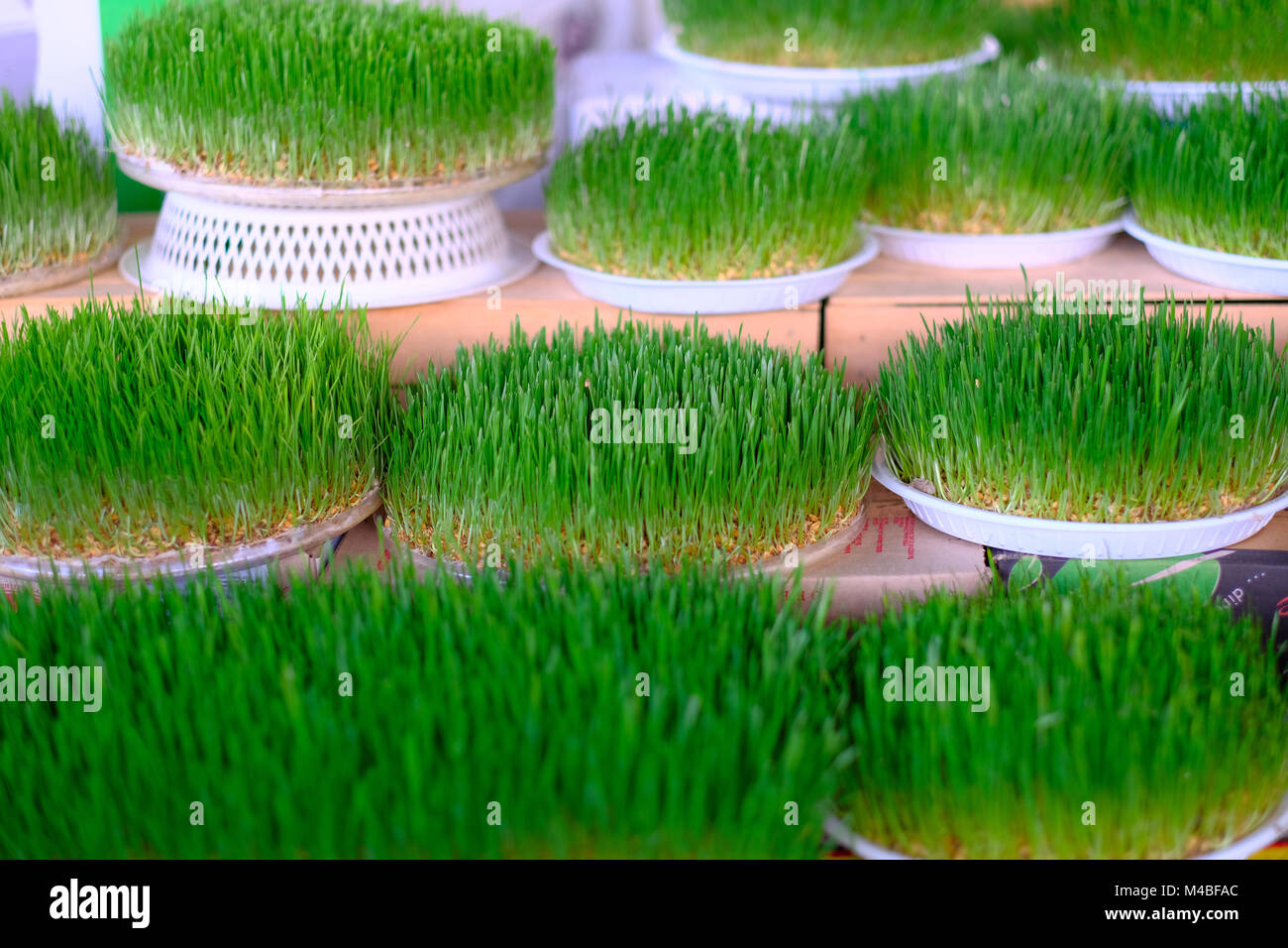 Easter baskets with grass Stock Photo - Alamy
