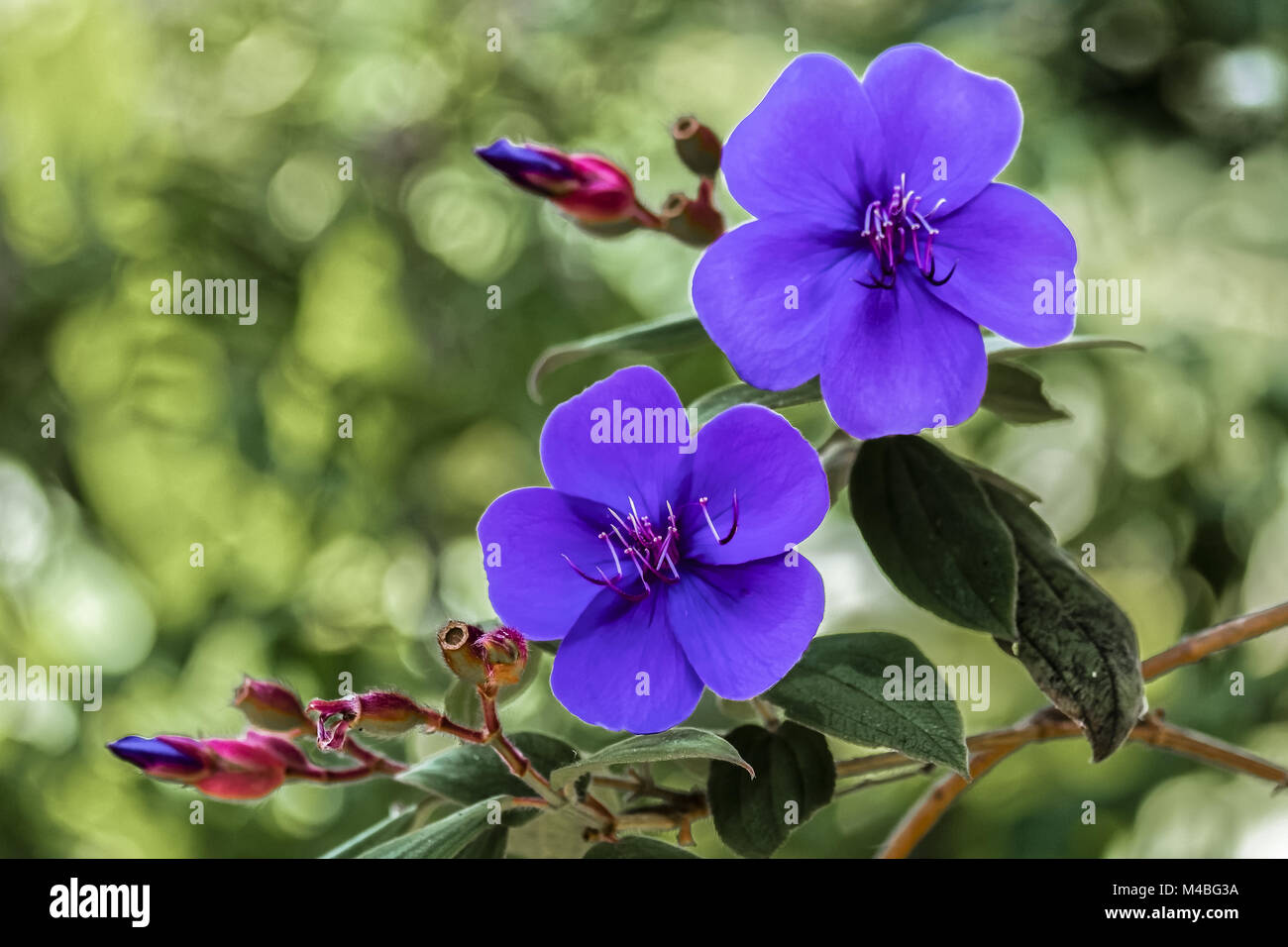 Princess flower, Tibouchina urvilleana, Brazil Stock Photo - Alamy