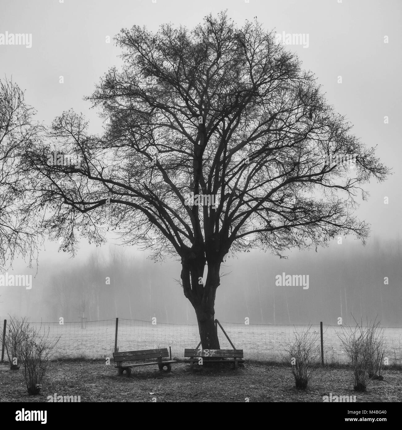 Two benches - ice cold morning Stock Photo - Alamy