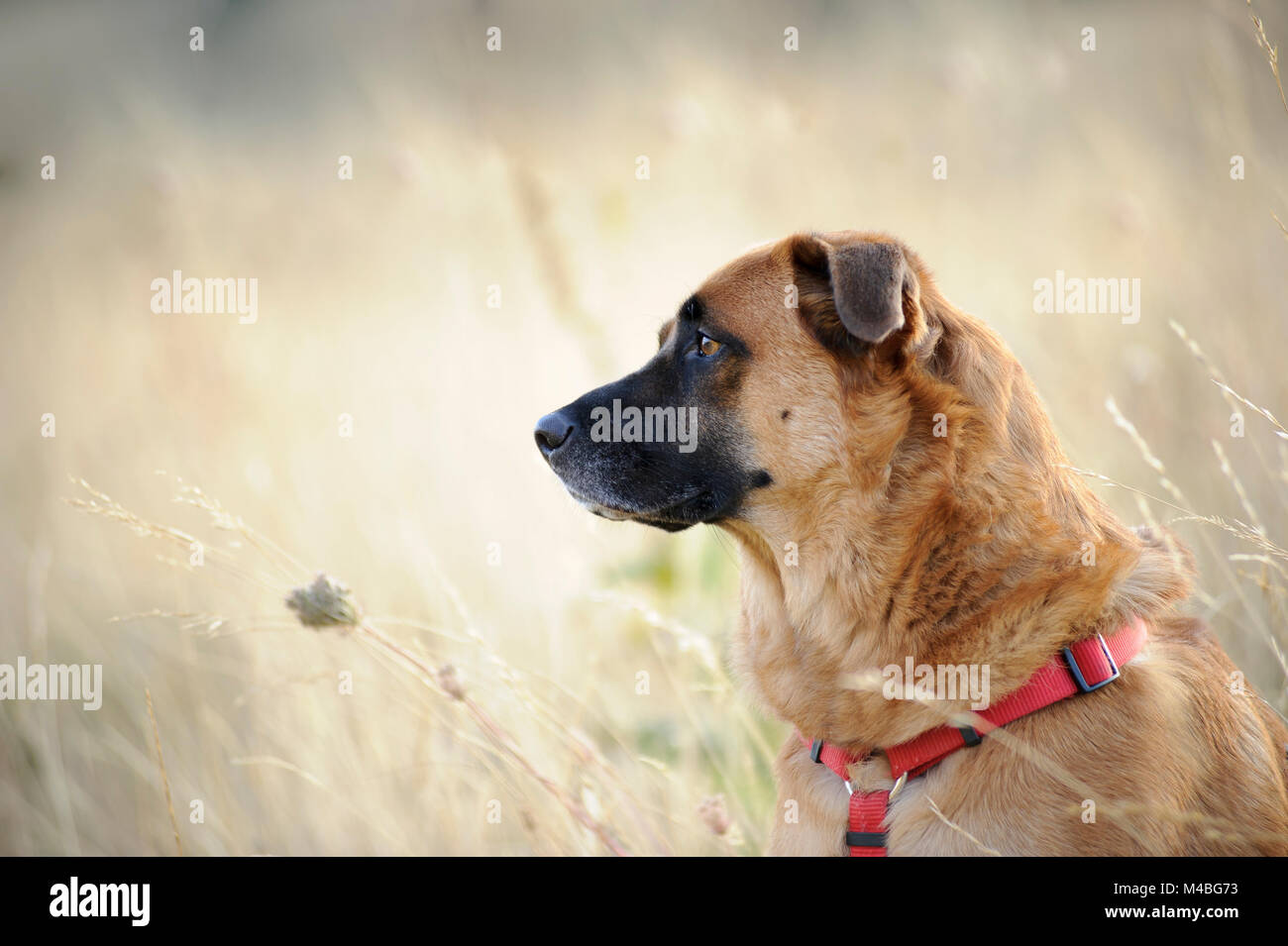 Dog with natural pose, outdoor portrait in field Stock Photo - Alamy